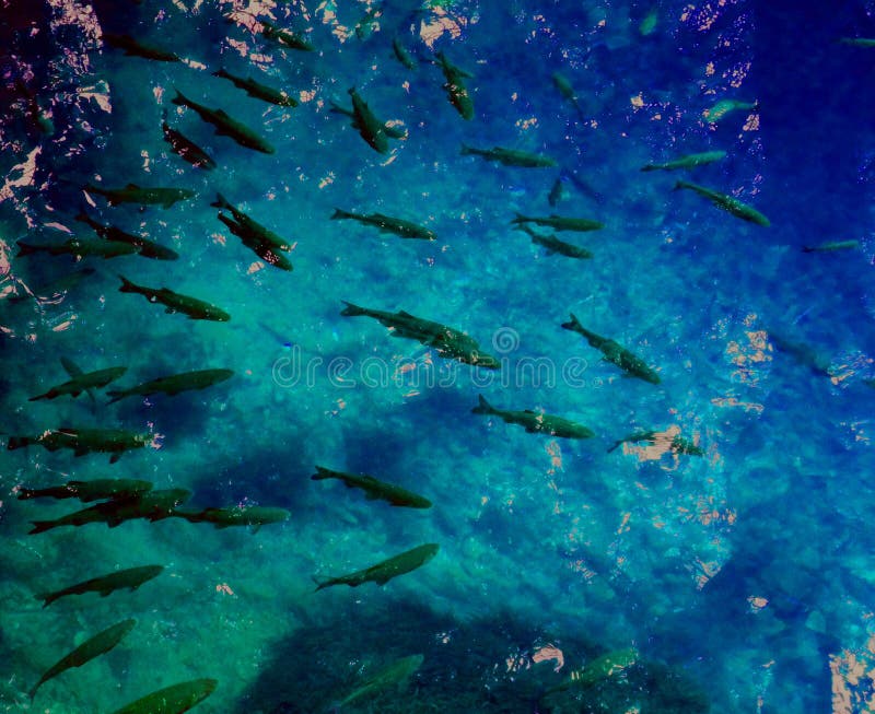 Fish in blue stock photo. Image of water, beautyful - 125690650