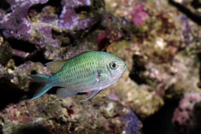 Fish, Blue Green Chromis - Chromis Viridis Stock Image - Image of ...