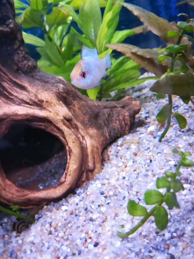 Fish stock photo. Image of aquarium, tank, fish, water - 137872956