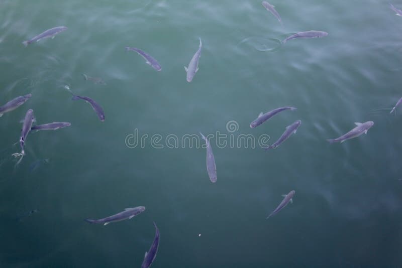 Fish in blue water stock image. Image of pond, dinner - 11388145