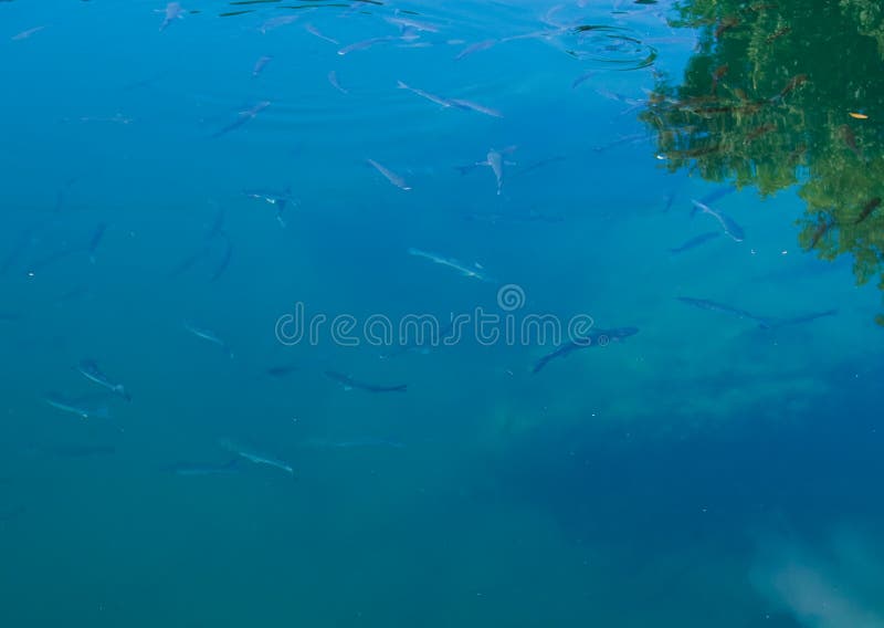 Fish in blue water stock photo. Image of fishing, summer - 7300864