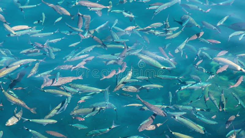 Fish in the Blue Water of the Sea As a Background Stock Photo - Image ...