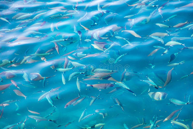 Fish in the Blue Water of the Sea As a Background Stock Image - Image ...