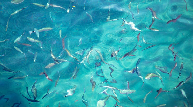 Fish in the Blue Water of the Sea As a Background Stock Image - Image ...
