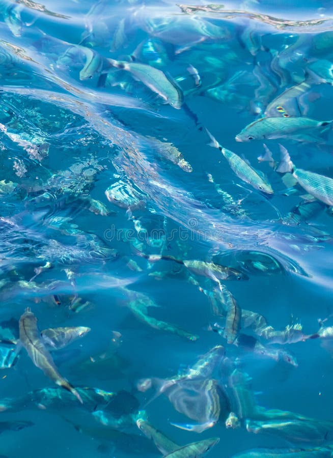 Fish in the Blue Water of the Sea As a Background Stock Image - Image ...