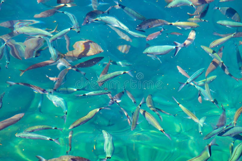Fish in the Blue Water of the Sea As a Background Stock Image - Image ...