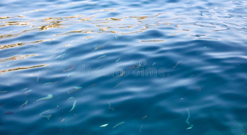 Fish in the Blue Water of the Sea As a Background Stock Image - Image ...