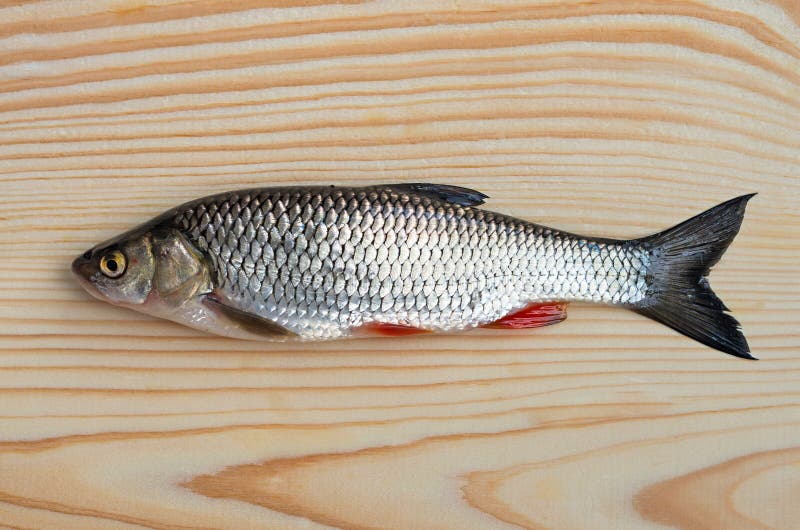 Chub fish stock photo. Image of river, freshness, chub - 73943506