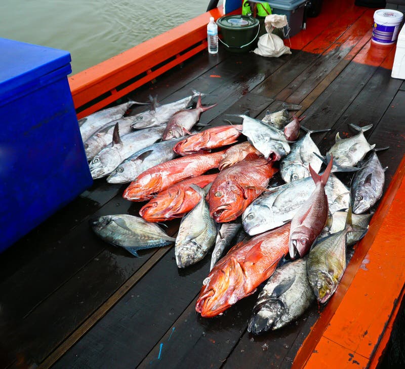 Fish on boat stock image. Image of horizontal, boat, ship - 17847587