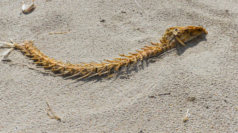 A Fish Body Stranded on the Sand1 Stock Image - Image of atlantic, sand ...