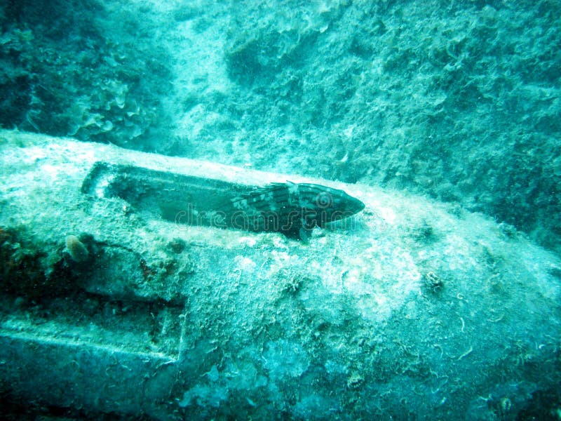 Fish and bomb stock image. Image of secon, marine, mediterranean - 50752455