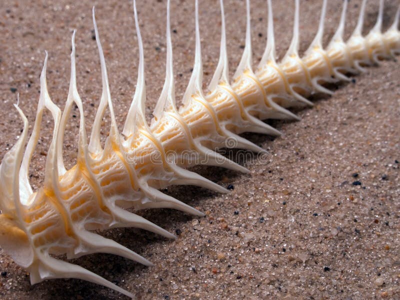 Fish bone stock photo. Image of meal, cuisine, dine, lunch - 14627218