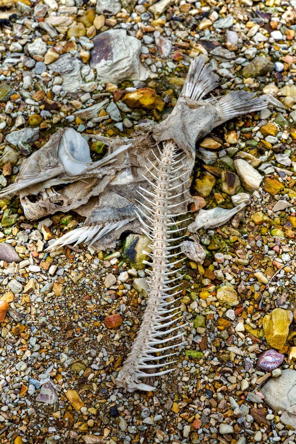 Fish bone stock image. Image of arrangement, ruins, decay - 16012883