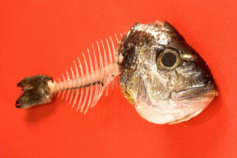 Fish bone stock image. Image of cooked, life, corpse, meat - 1691719