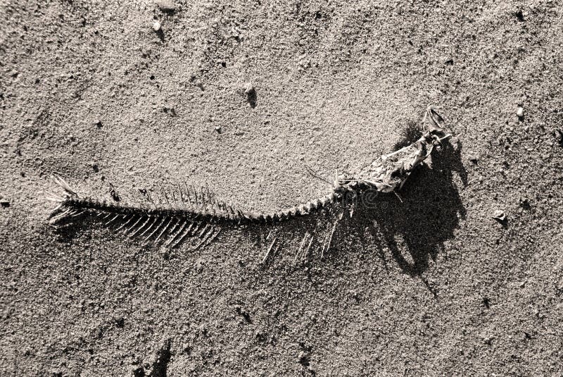 Fish bone stock image. Image of archaeology, sand, remains - 4407251