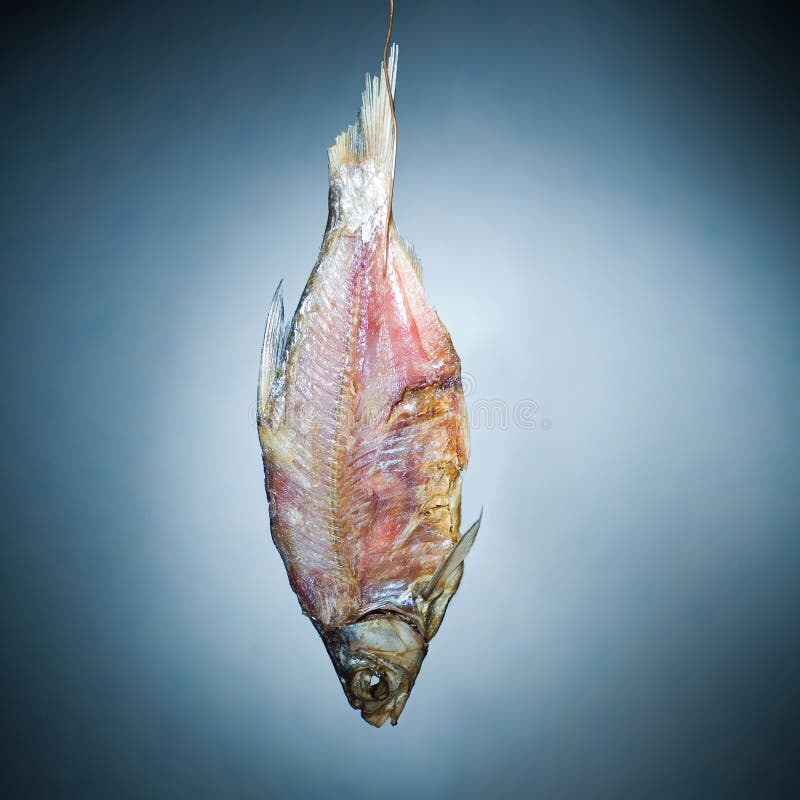 Fish-bone stock photo. Image of fishing, singl, skin, suspended - 4476692