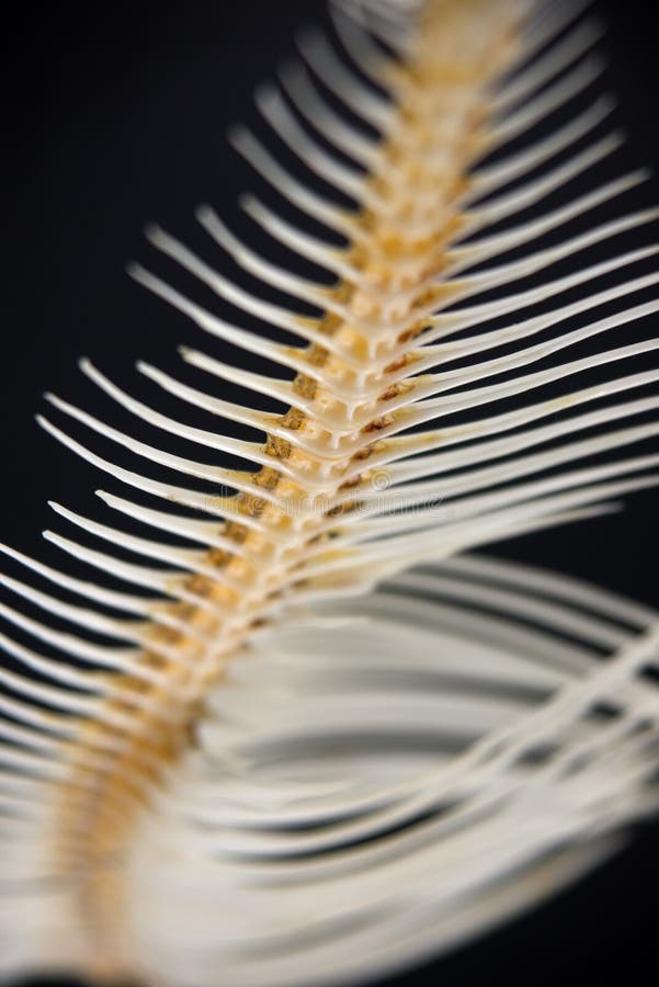 Fish bone stock photo. Image of meal, cuisine, dine, lunch - 14627218