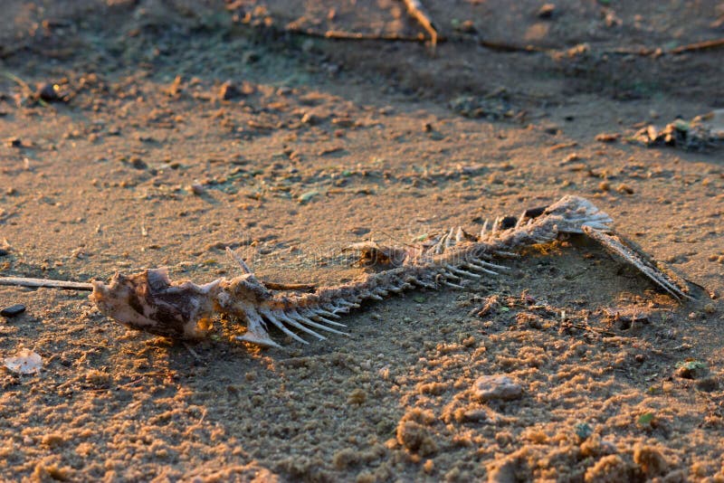 Fish bone on the beach stock photo. Image of bone, fresh - 85470034