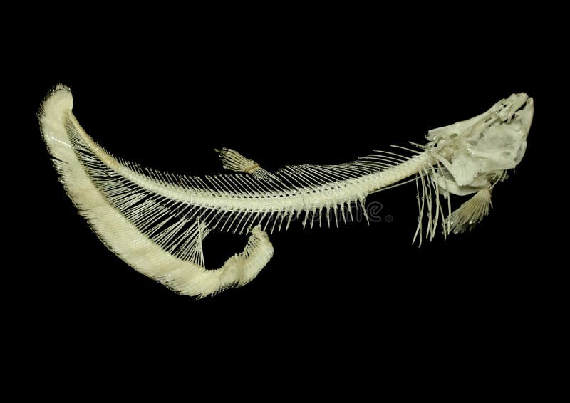 Fish Bone of Chao Phraya Giant Catfish Stock Image - Image of chao ...