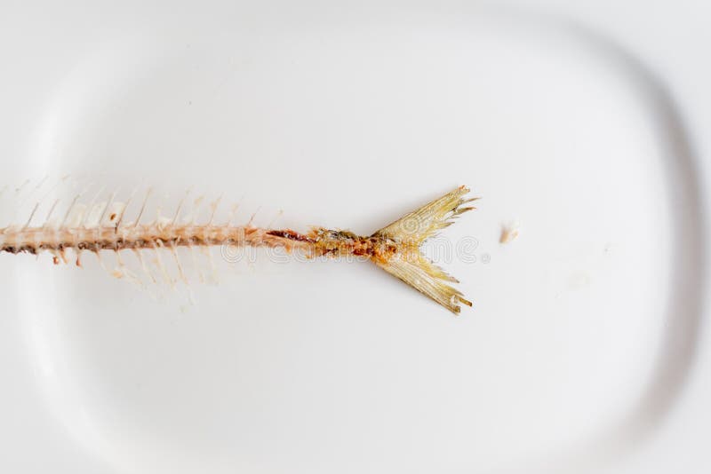 Fish bone stock image. Image of alone, fish, fishbone - 62382199