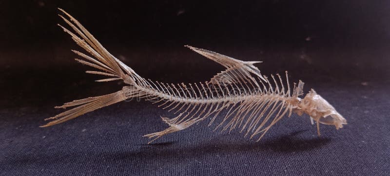 Fish bone stock image. Image of fish, bone, skeleton - 307485855