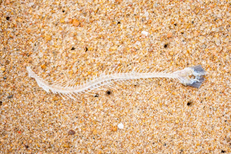 Fish Bone on a Sandy Pebbled Beach Stock Image - Image of sand, fish ...