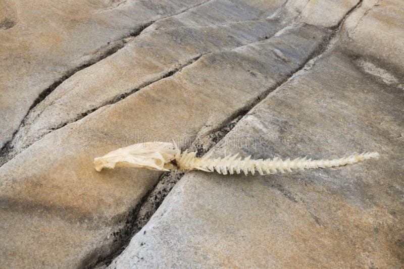 Fish bone on the stone stock image. Image of grey, scandinavia - 303753601