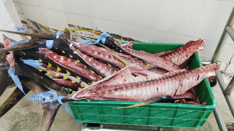 Fish Bone tuna stock photo. Image of fishingindustries - 261634842