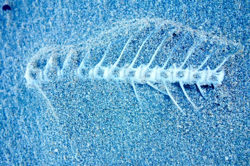 Fish stock image. Image of wave, fish, wind, whitened - 75566141