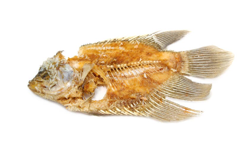 Fish-bone stock image. Image of herring, helpful, nutritious - 1877079