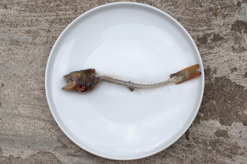 Fish bone stock photo. Image of meal, cuisine, dine, lunch - 14627218