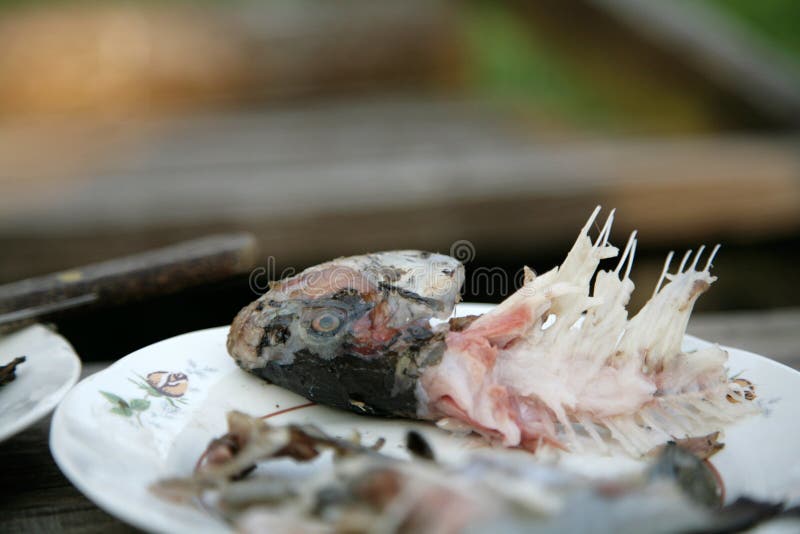 Fish bones stock image. Image of bones, fork, catch, ocean - 4746815