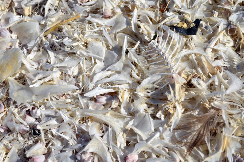 Fish Bones Background stock photo. Image of bacteria - 28831364