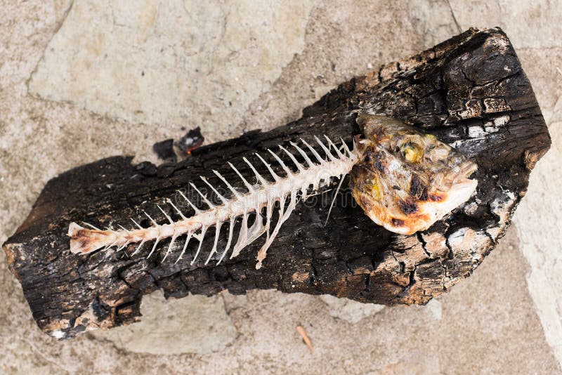 Fish Bones of Gilt-head Bream - Sparus Aurata Stock Image - Image of ...