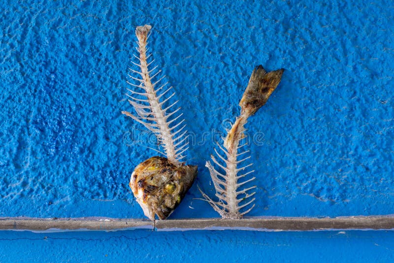 Fish Bones of Gilt-head Bream - Sparus Aurata Stock Image - Image of ...