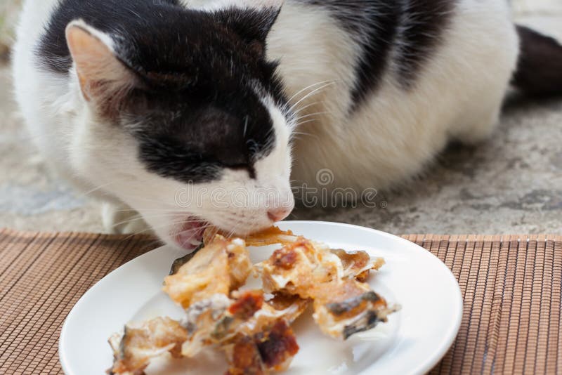 101 Cat Fish Bones Stock Photos - Free & Royalty-Free Stock Photos from ...