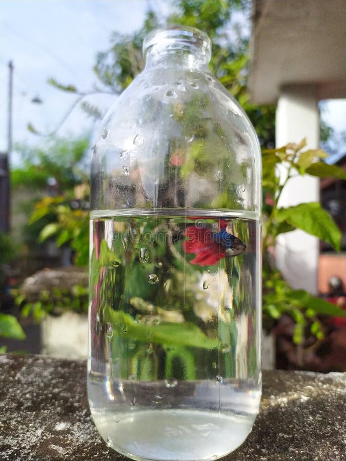 Dry fish in bottle stock photo. Image of thai, market - 103981258