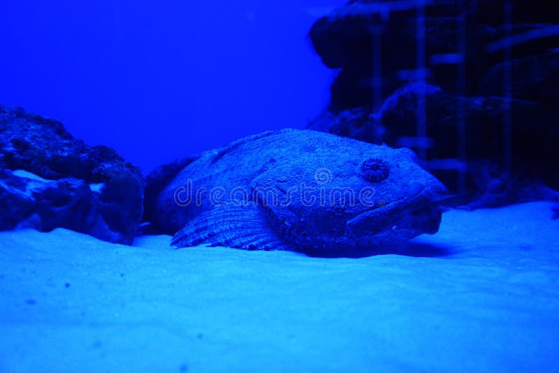 Fish at the Bottom of the Photo Stock Image - Image of ocean, travel ...