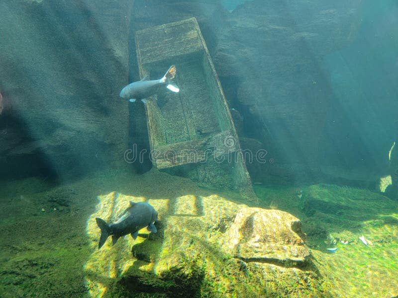 The Fish at the Bottom of the Pond are Passing through the Beams of ...