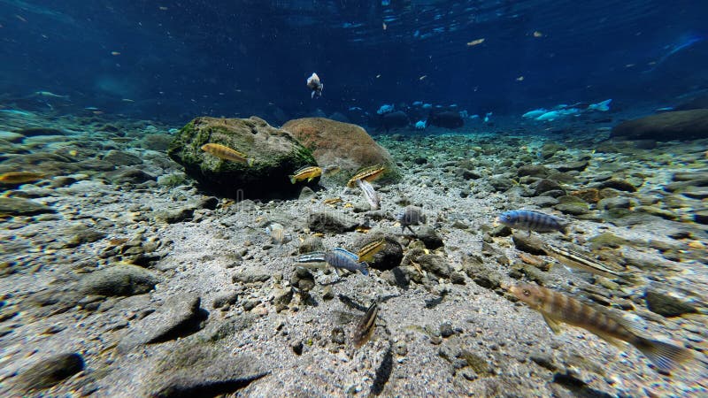 Fish at the Bottom of the River with Clear Water Stock Image - Image of ...