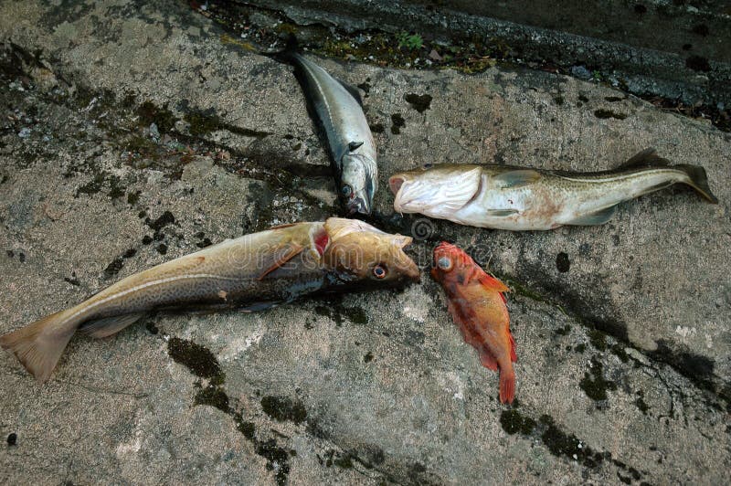 Fish bowel stock image. Image of biology, endangered - 24005107