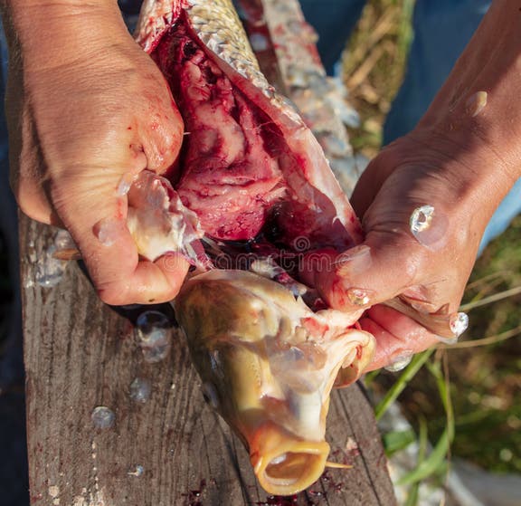 Fish bowels in the hands stock image. Image of dead - 143014583