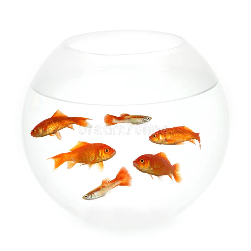 Two Goldfish Swimming in Fish Bowl Stock Image - Image of people ...