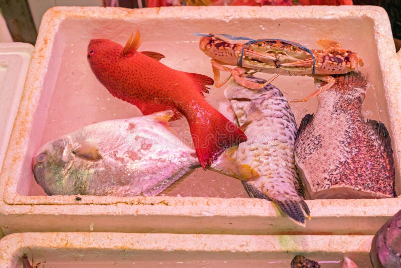 Fish in Box stock image. Image of cooler, crab, fresh - 203518711