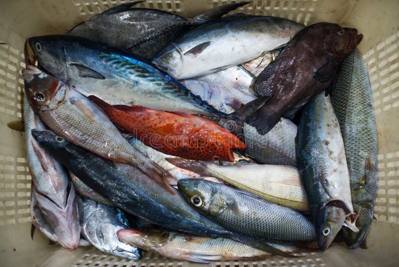 Fish Box stock image. Image of farm, health, salmon, package - 79870981