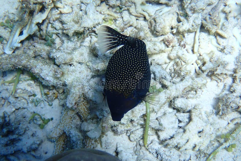 Fish Box Fish Sea Snorkeling Dive Coral Stock Image - Image of dive ...