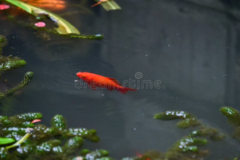 A Fish Breaks the Surface of the Water As it Feeds from the Top of the ...