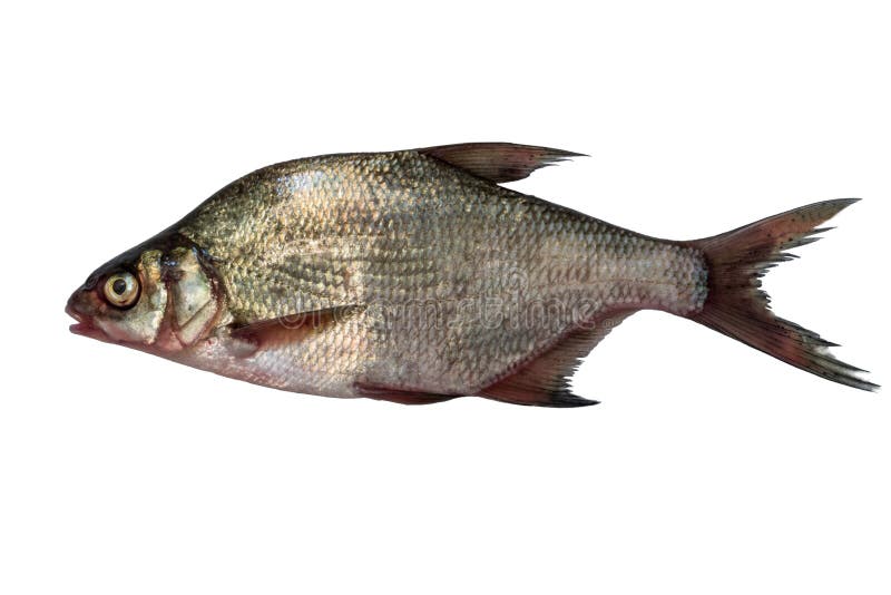 Small Bream Fish Isolated On White Stock Photo - Image of white, scale ...