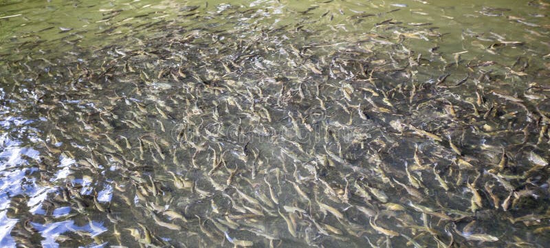 Fish breeding feeding time stock image. Image of trout - 78124851