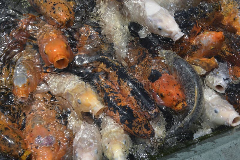 Feeding of greeding Kois stock image. Image of expensiv - 334278221